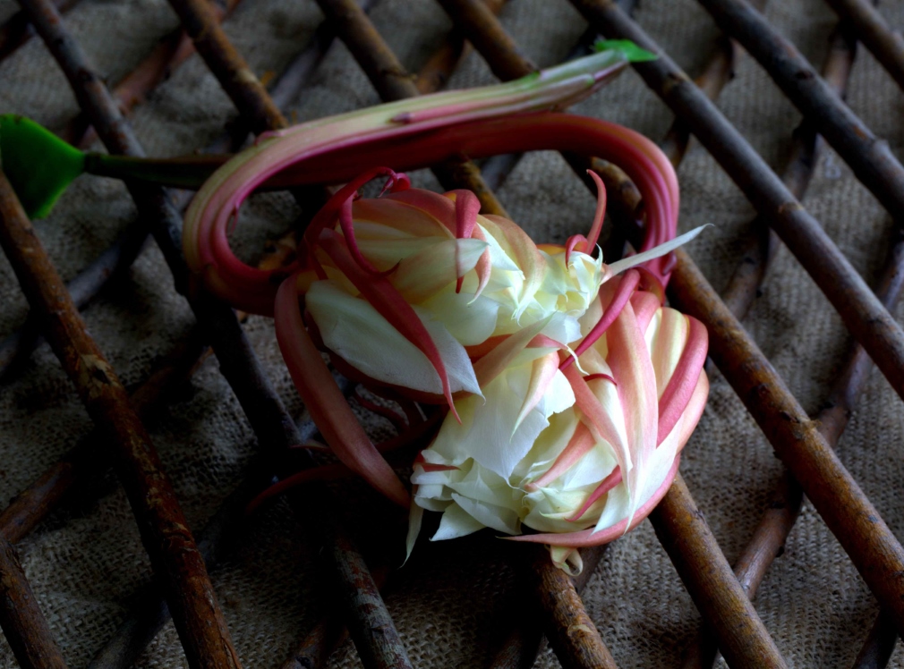 Deep fried cactus flowers (曇花) , with Chinese five-spice and fried ...