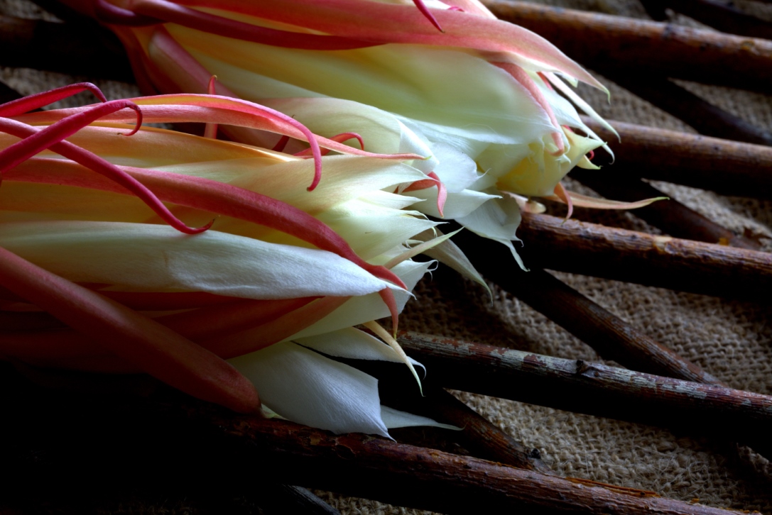 Deep fried cactus flowers (曇花) , with Chinese five-spice and fried ...